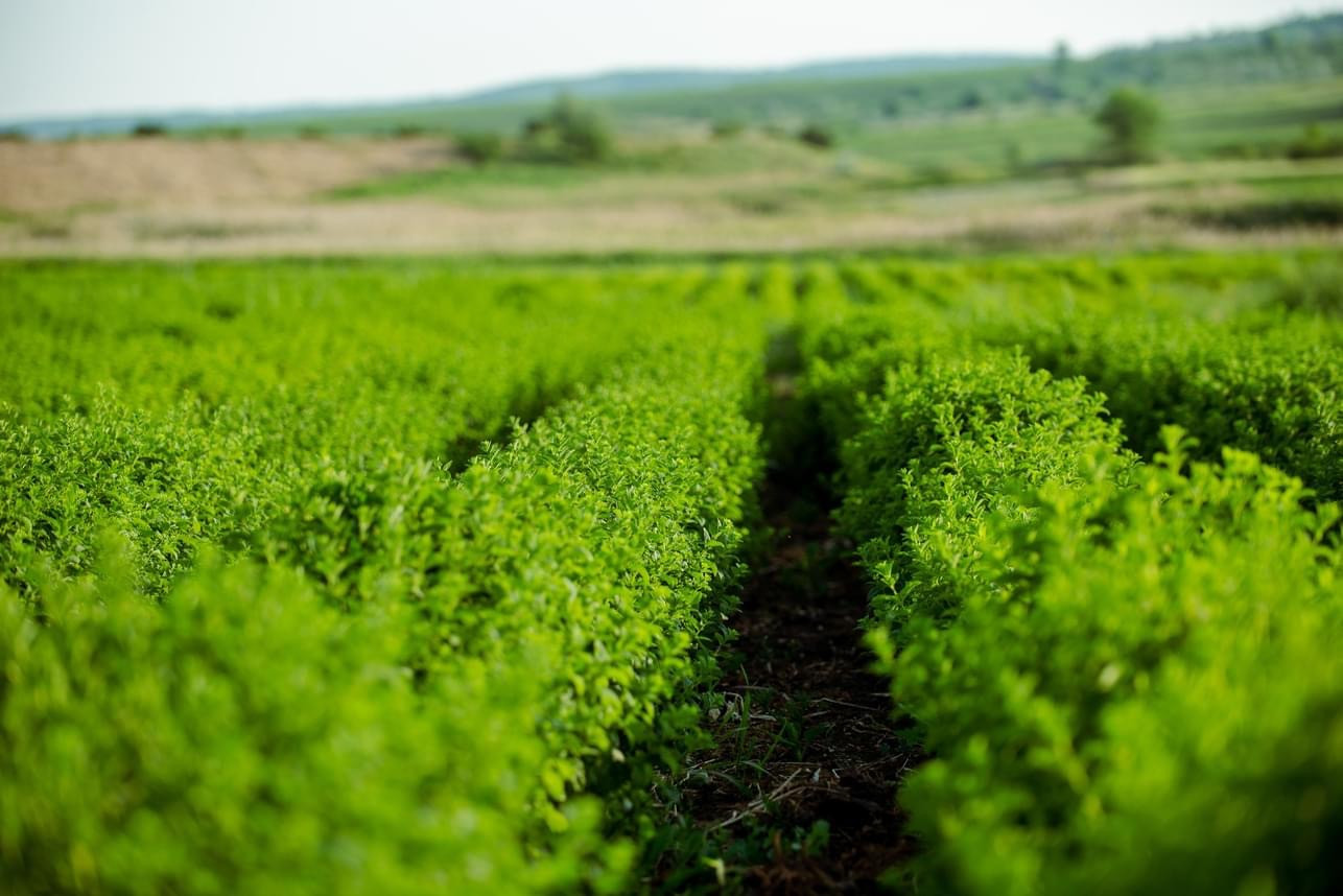 Despre noi - Ceai Principesa Diana